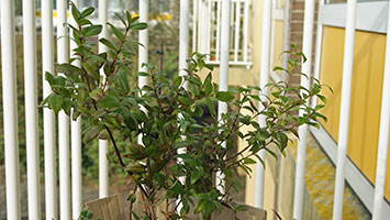 Mirte plant op het balkon