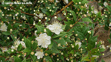 Mirte plant in bloei in juni
